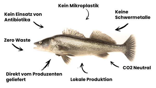 Schweizer Zander – Localfish AG