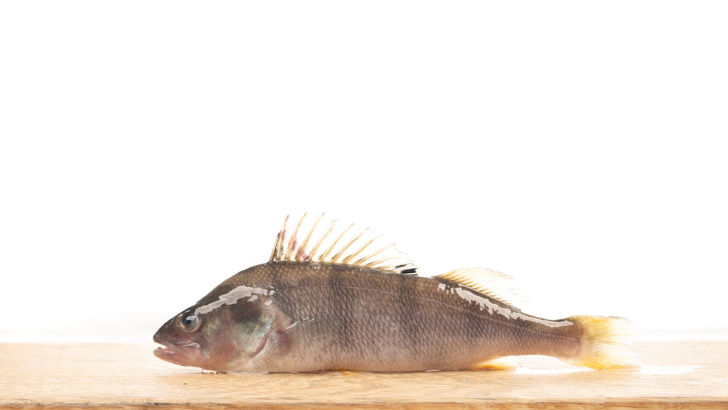 Produkte – LocalFishAG